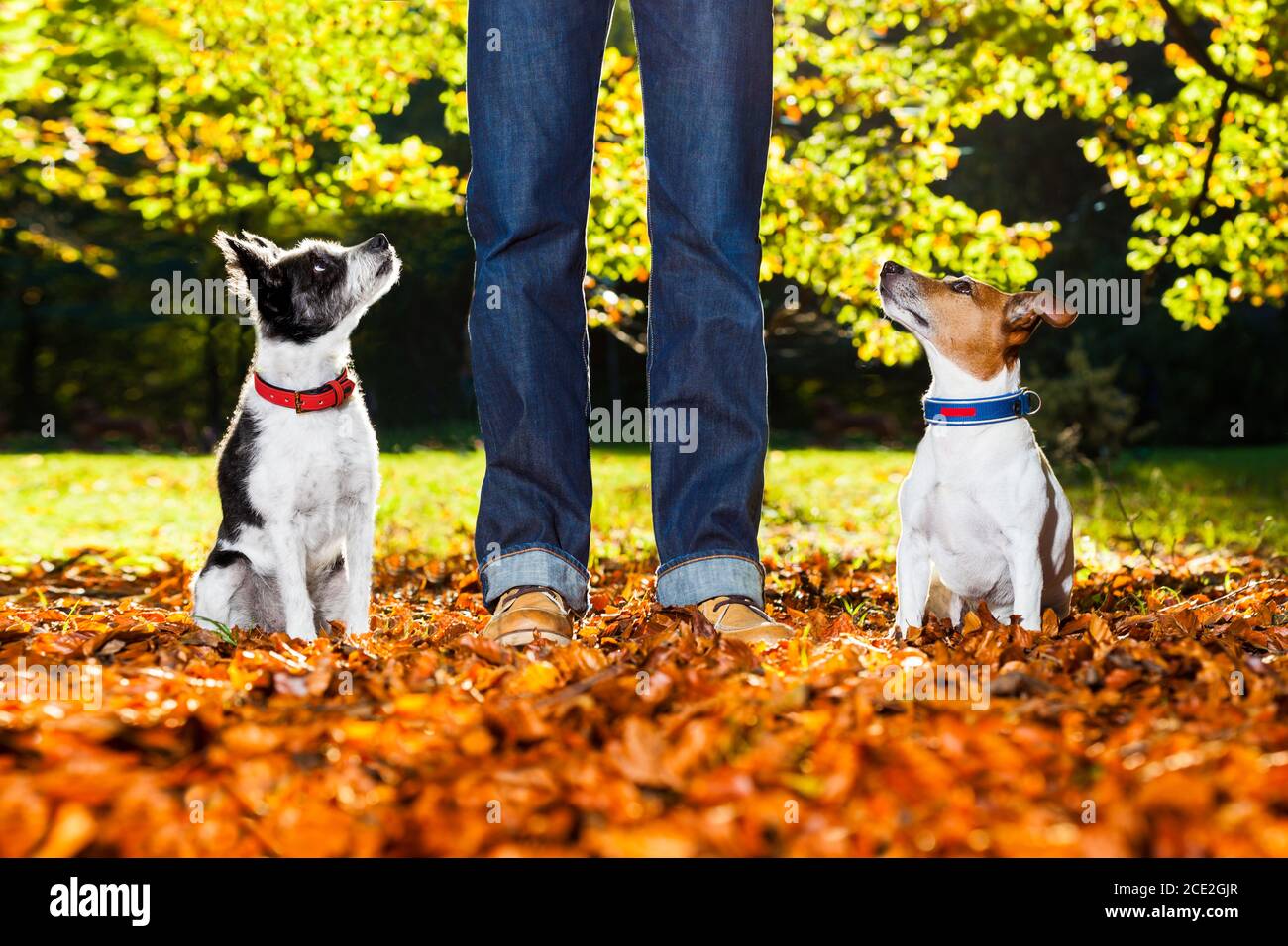 dogs and owner Stock Photo - Alamy