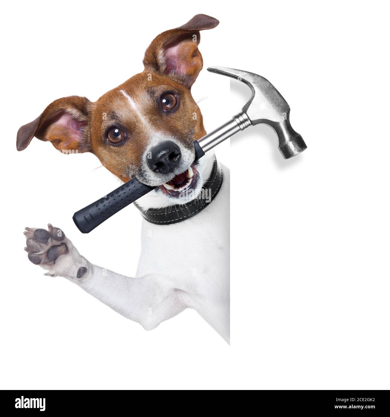 Dog hammer Cut Out Stock Images & Pictures - Alamy