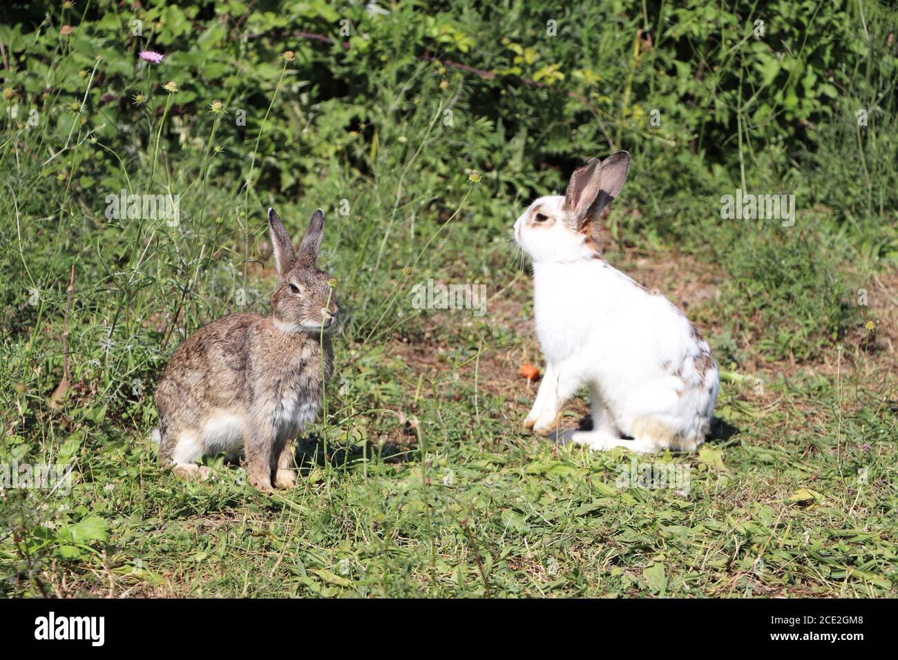 wild rabbits in the park Stock Photo - Alamy