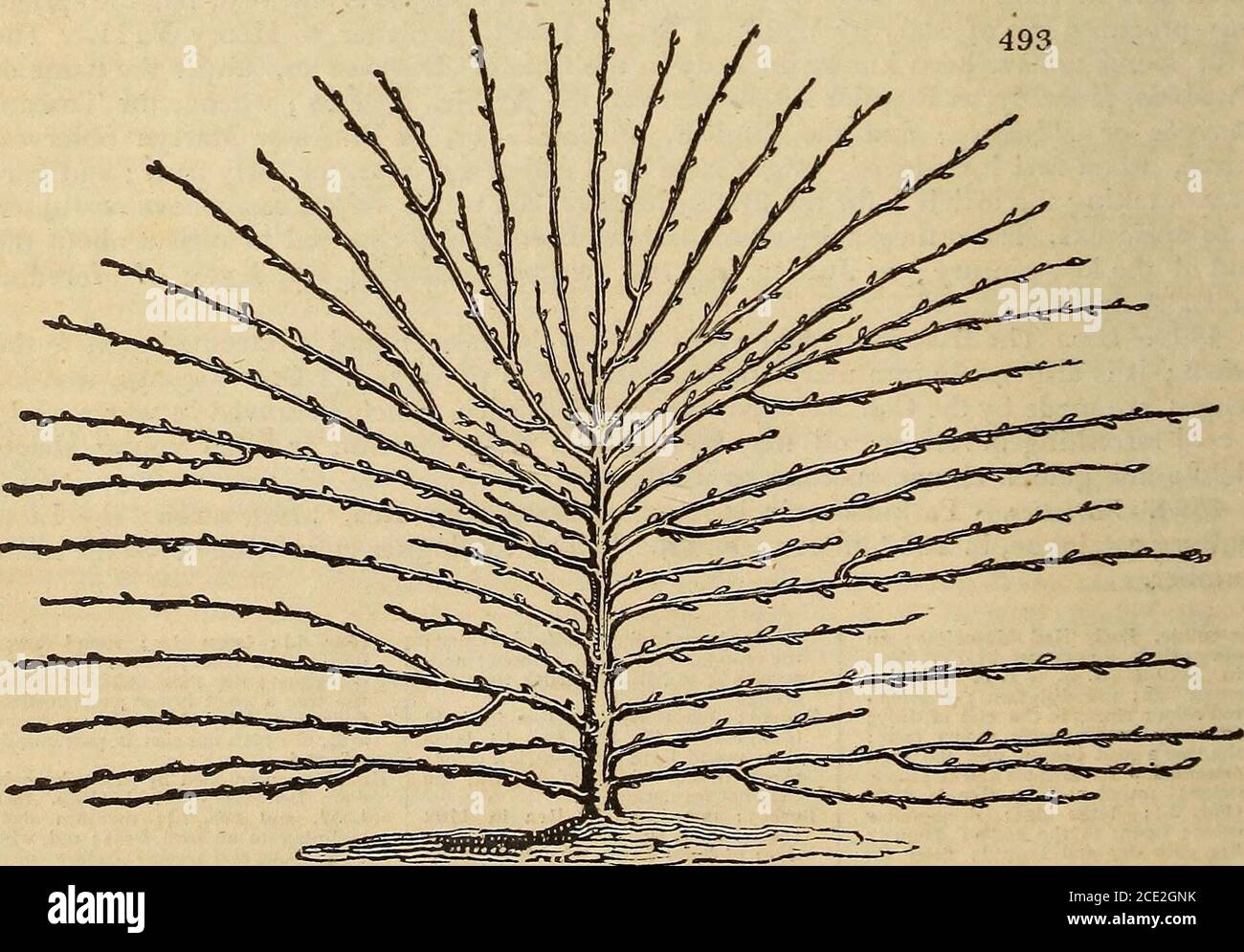 Cots tree hi-res stock photography and images - Alamy