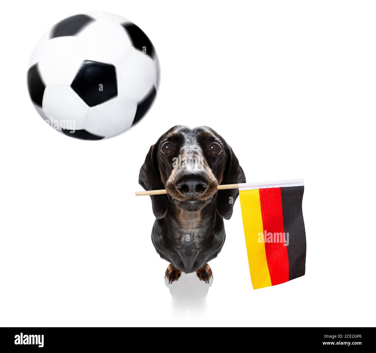 soccer football dog Stock Photo - Alamy
