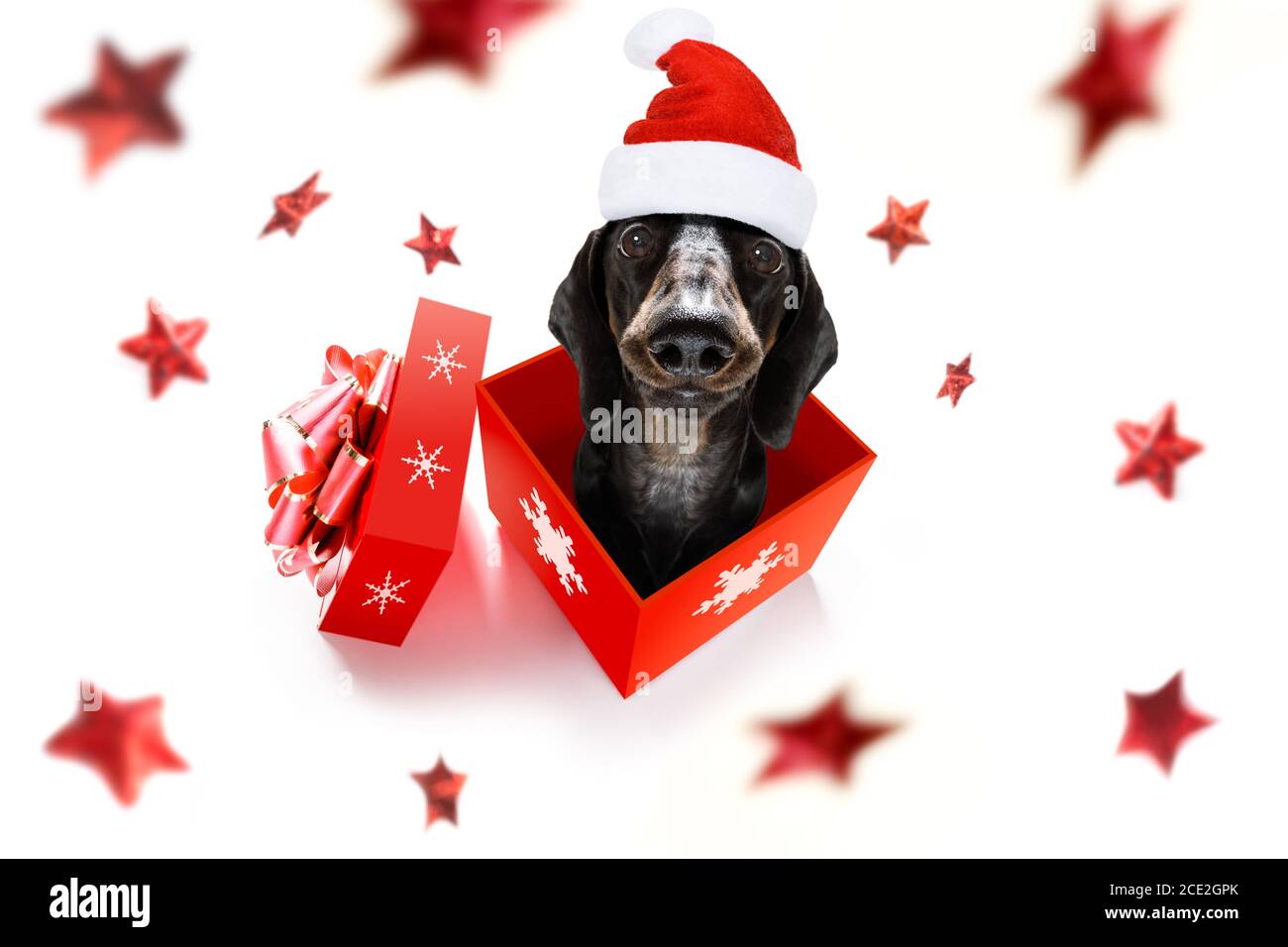 christmas santa claus dog Stock Photo - Alamy