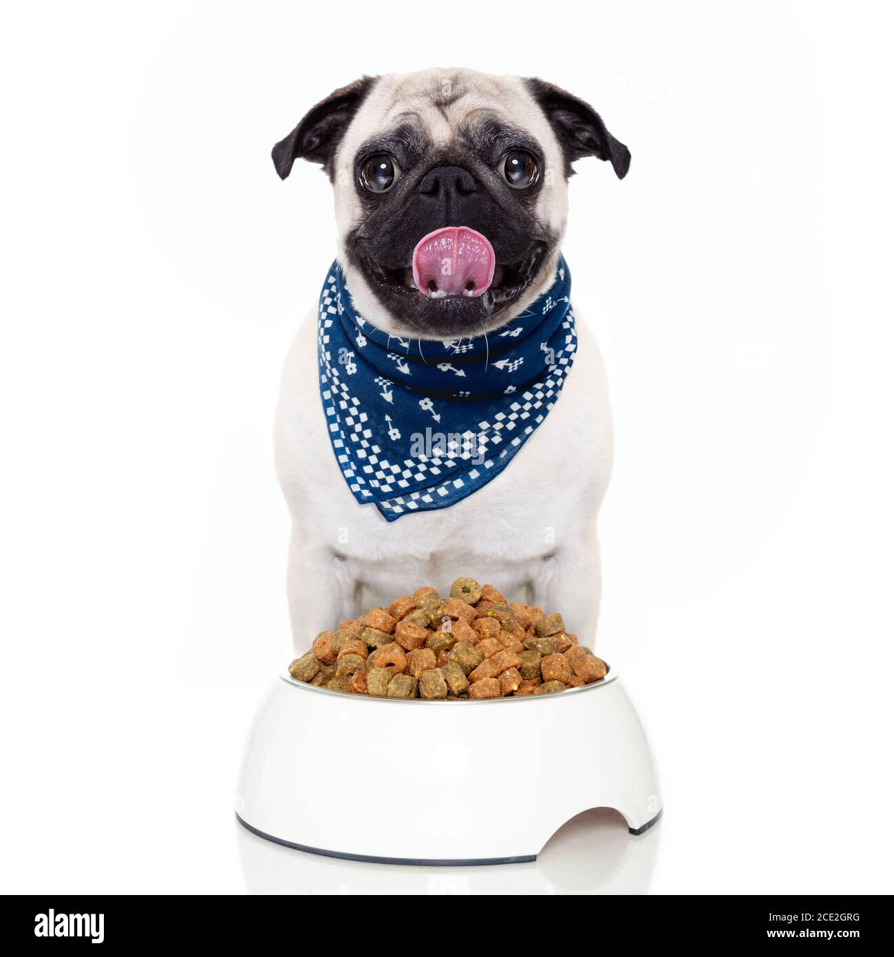 Hungry dog tongue out Cut Out Stock Images & Pictures - Alamy