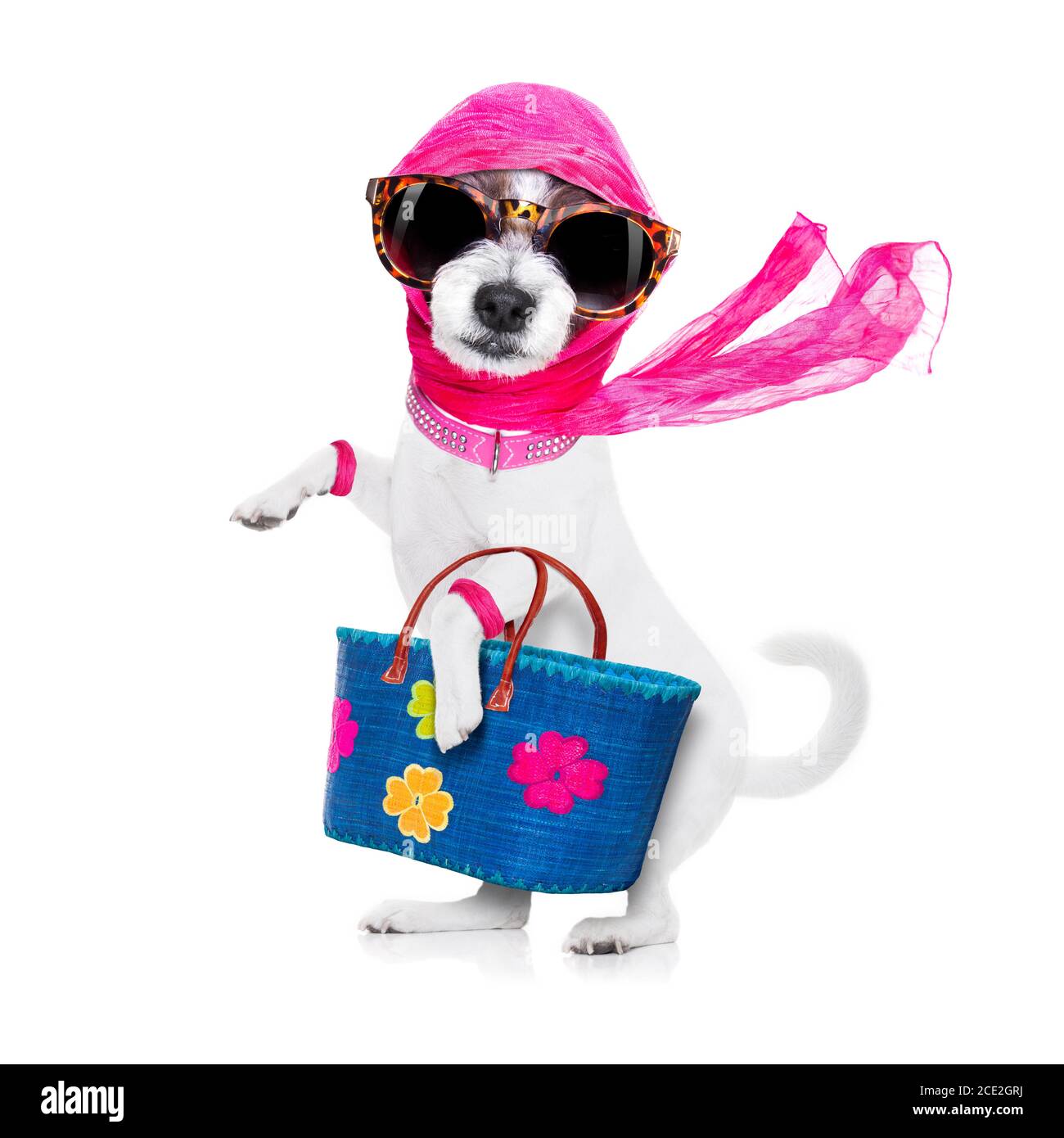 shopping diva dog Stock Photo - Alamy