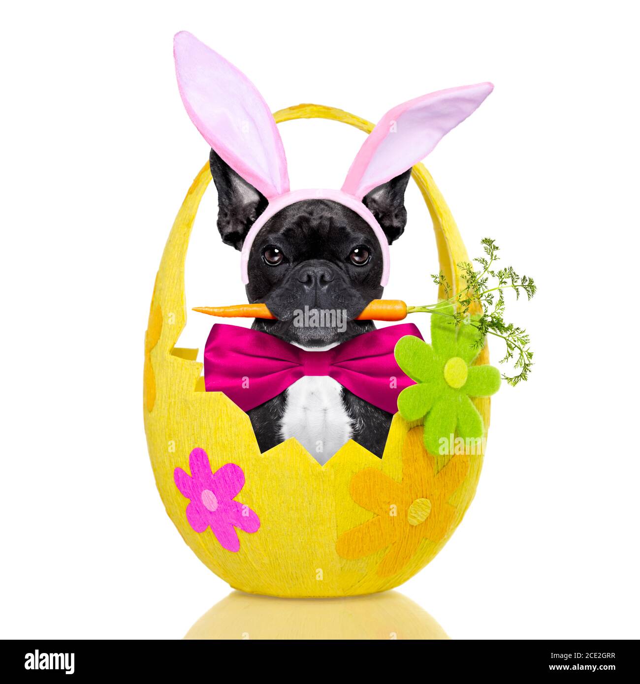 easter bunny dog Stock Photo - Alamy