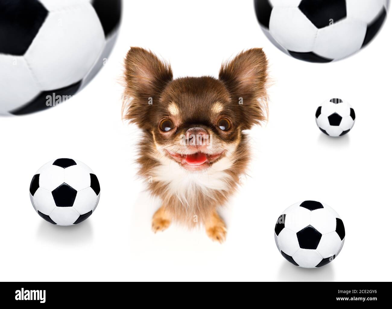 soccer football dog Stock Photo - Alamy