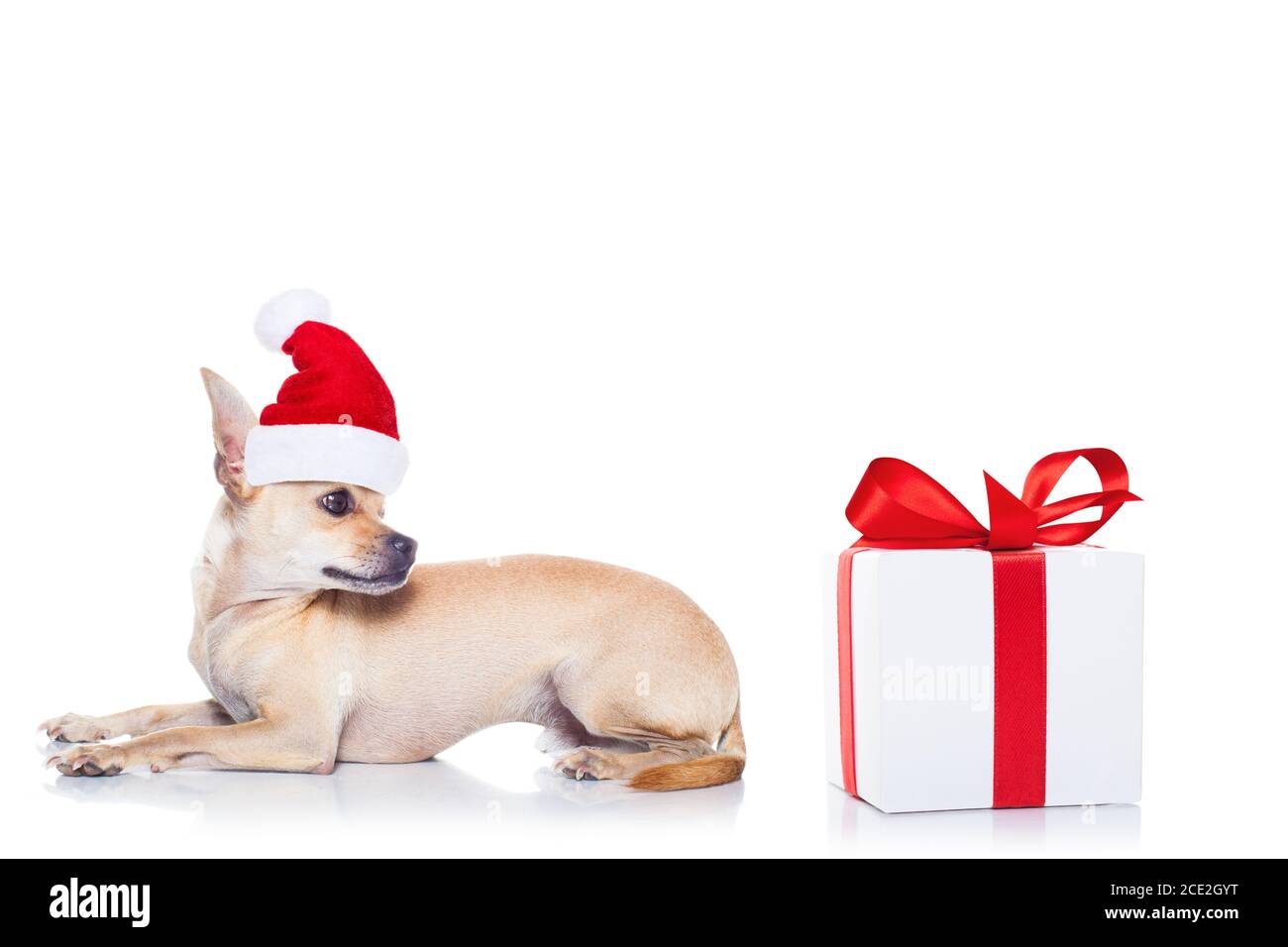 christmas santa dog Stock Photo - Alamy