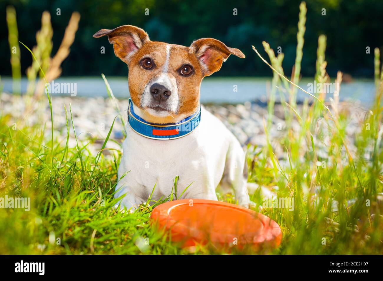 Jack russell terrier frisbee hi-res stock photography and images - Alamy