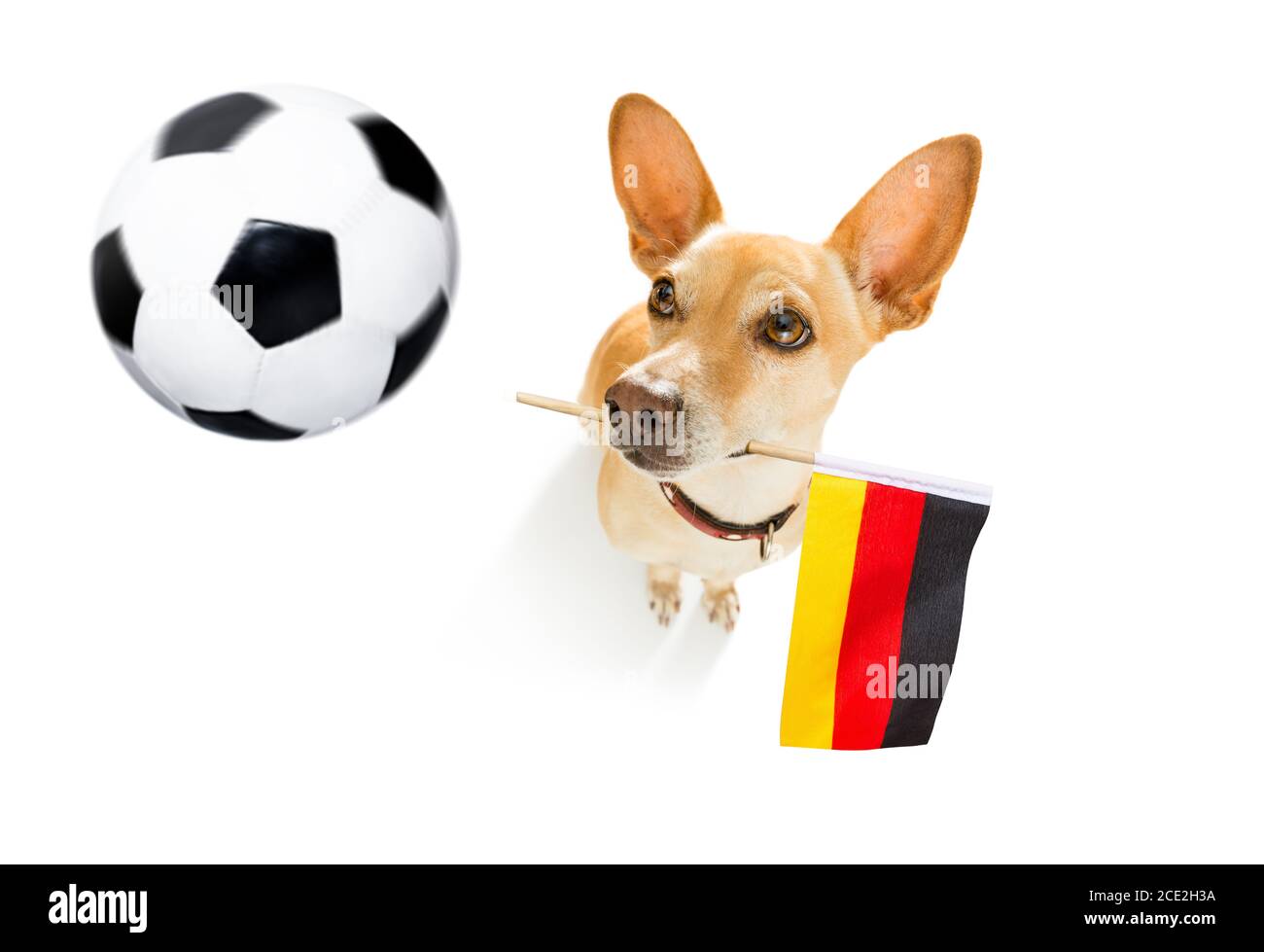 soccer football dog Stock Photo - Alamy