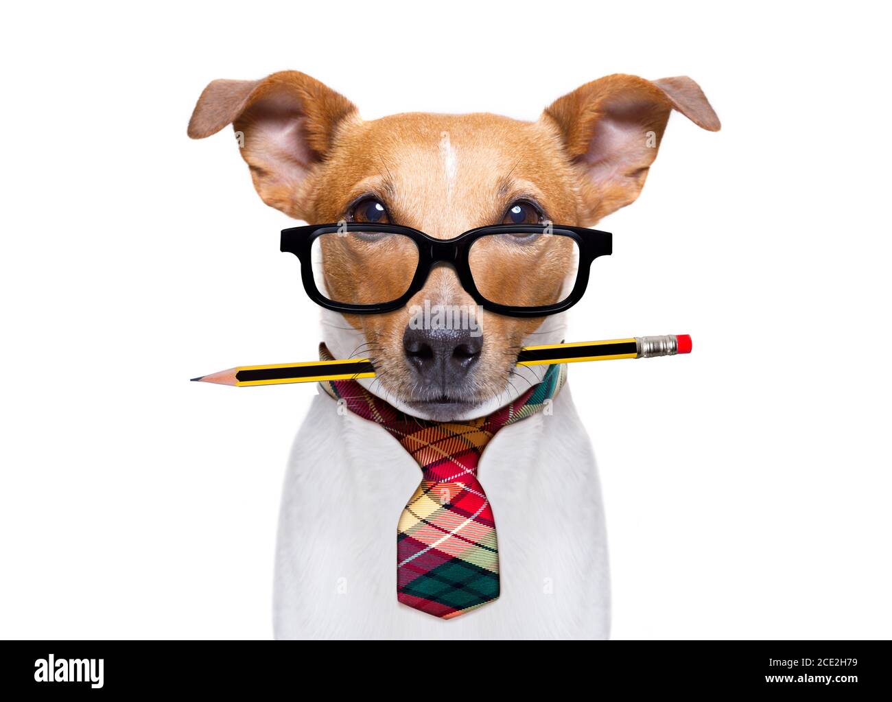 office worker boss dog Stock Photo - Alamy