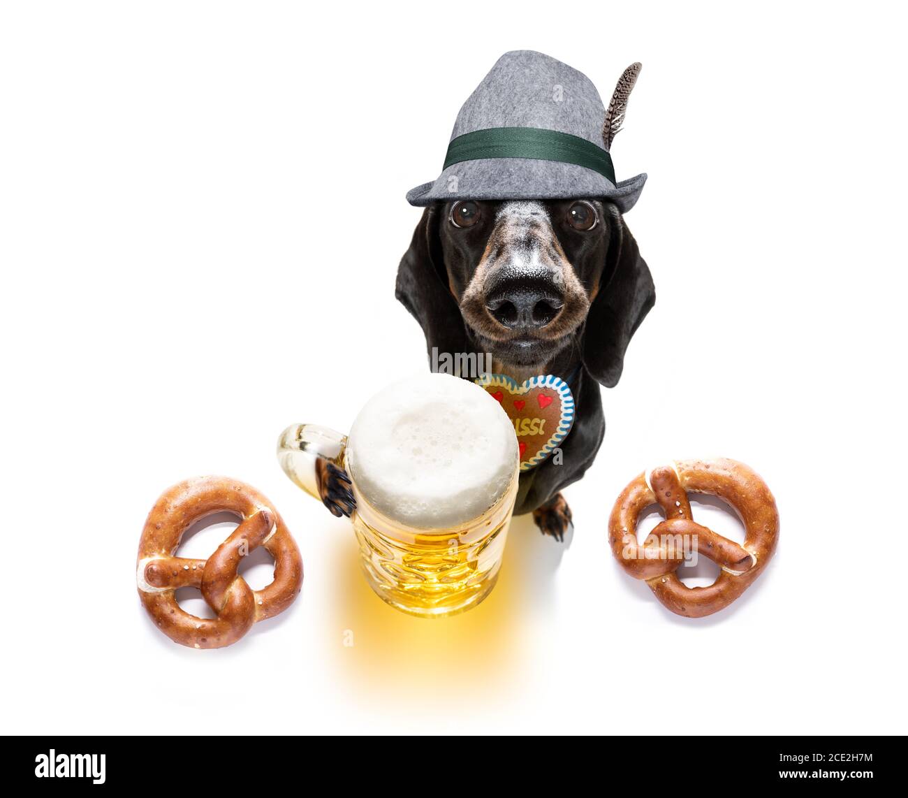 bavarian beer dachshund sausage dog Stock Photo - Alamy