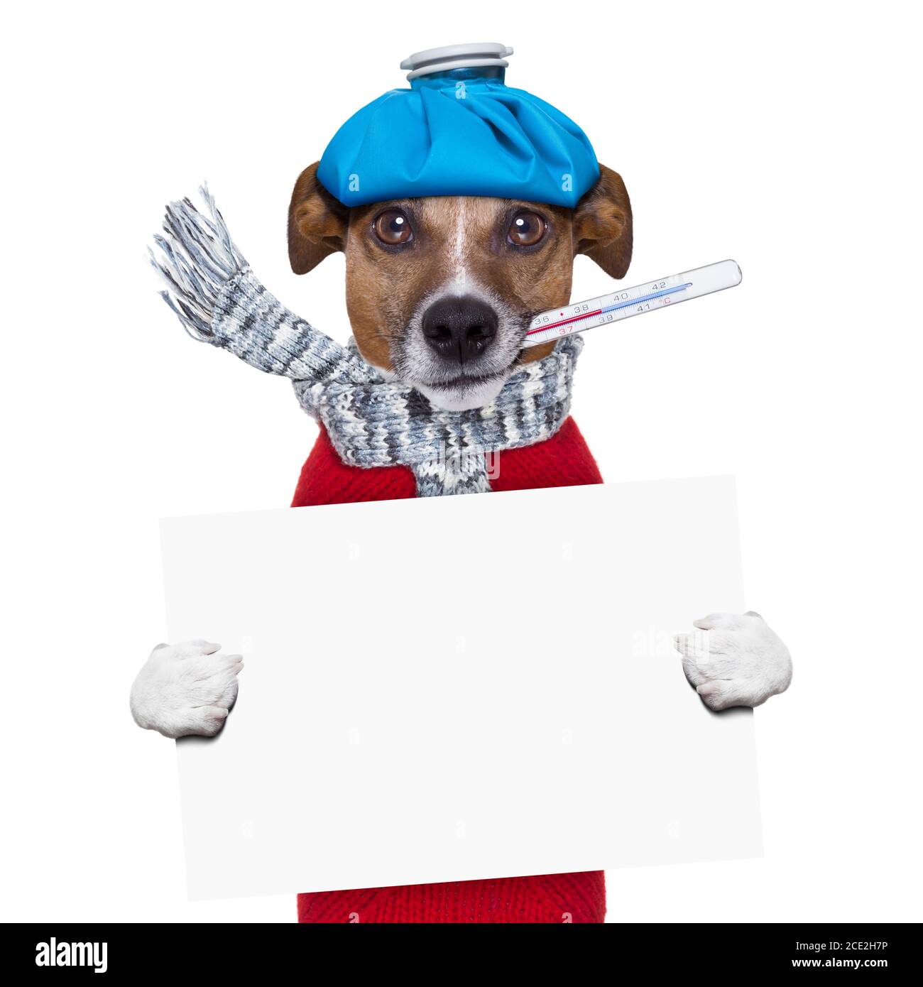 sick dog with fever Stock Photo - Alamy