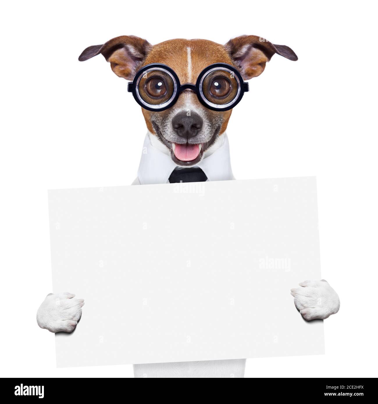 boss dog banner Stock Photo - Alamy