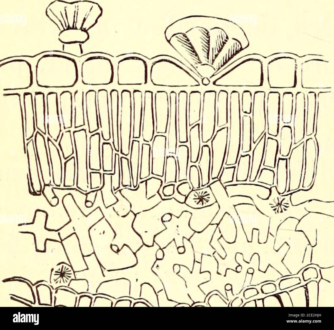 Needle shaped crystals hi-res stock photography and images - Alamy