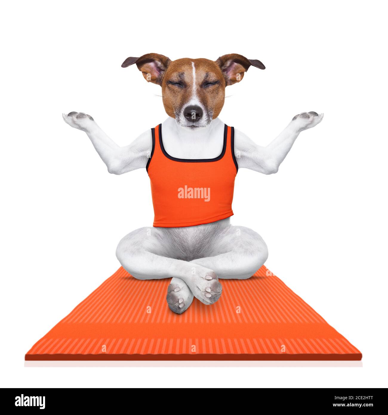 Personal dog trainer hi-res stock photography and images - Alamy