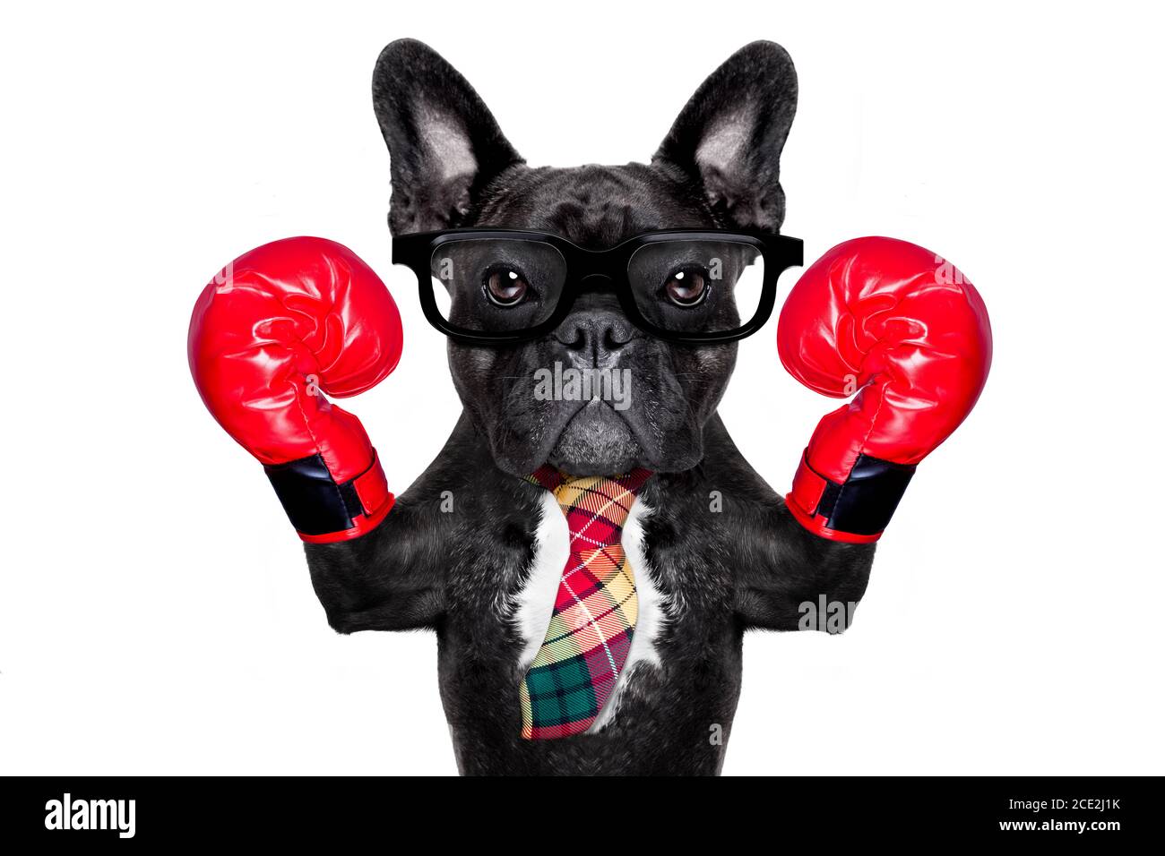 Boxing dog hi-res stock photography and images - Alamy