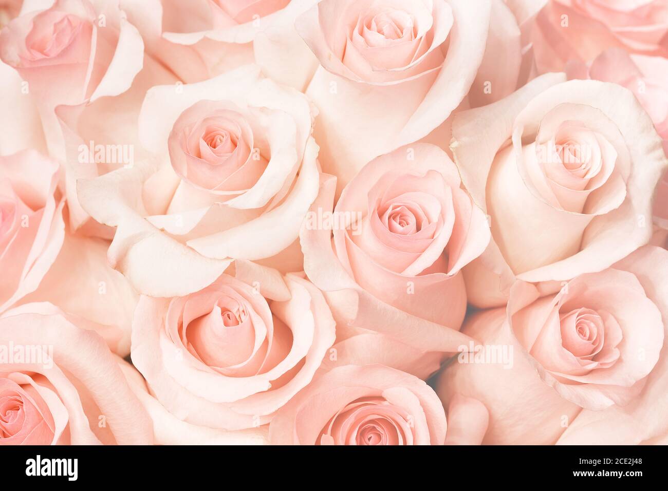 Coral rose flower. Detailed retouch Stock Photo - Alamy