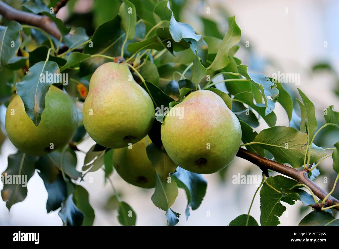 Green pears hanging on a tree branch. Pear tree in the autumn orchard ...