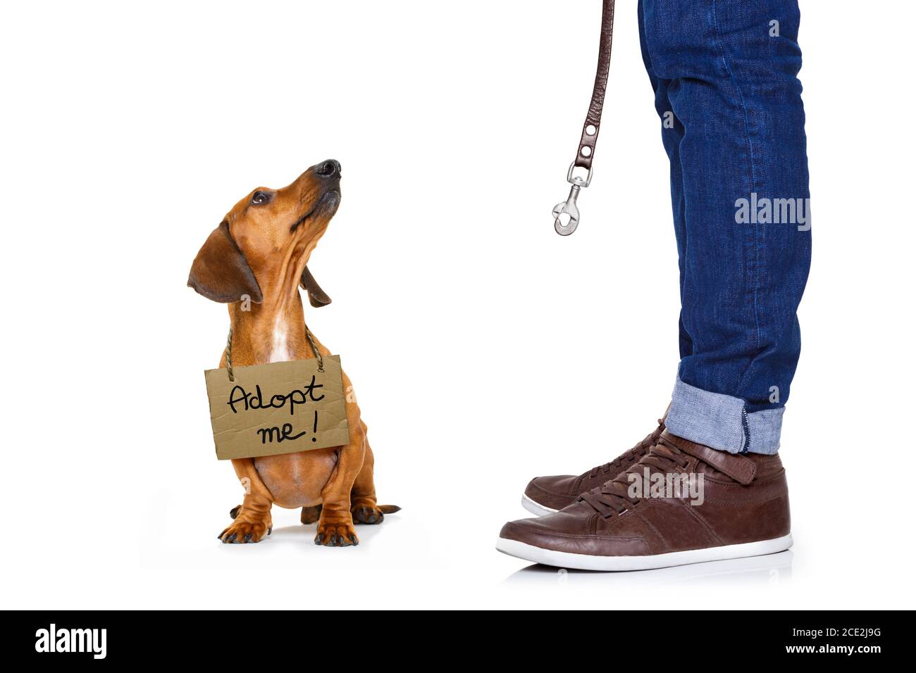 Adopt animal shelter Cut Out Stock Images & Pictures - Alamy