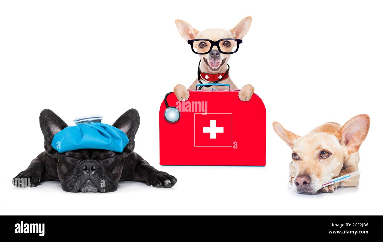 medical doctor sick and ill dogs Stock Photo - Alamy