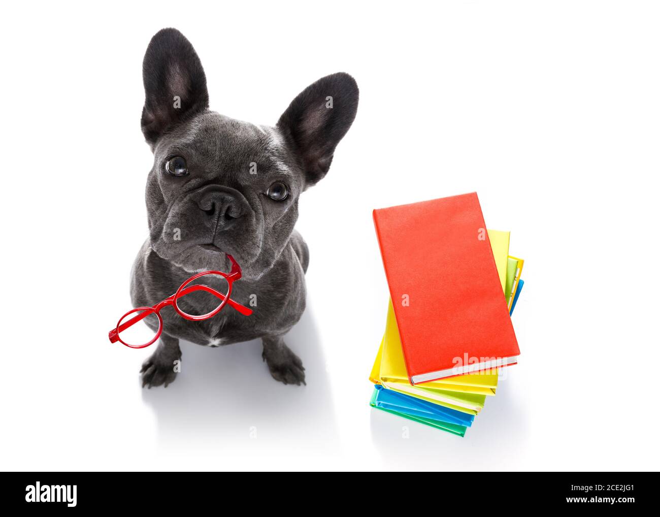 smart dog and books Stock Photo - Alamy