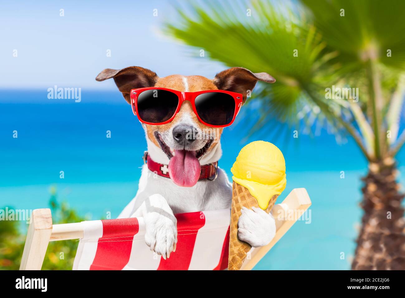 dog summer beach Stock Photo - Alamy