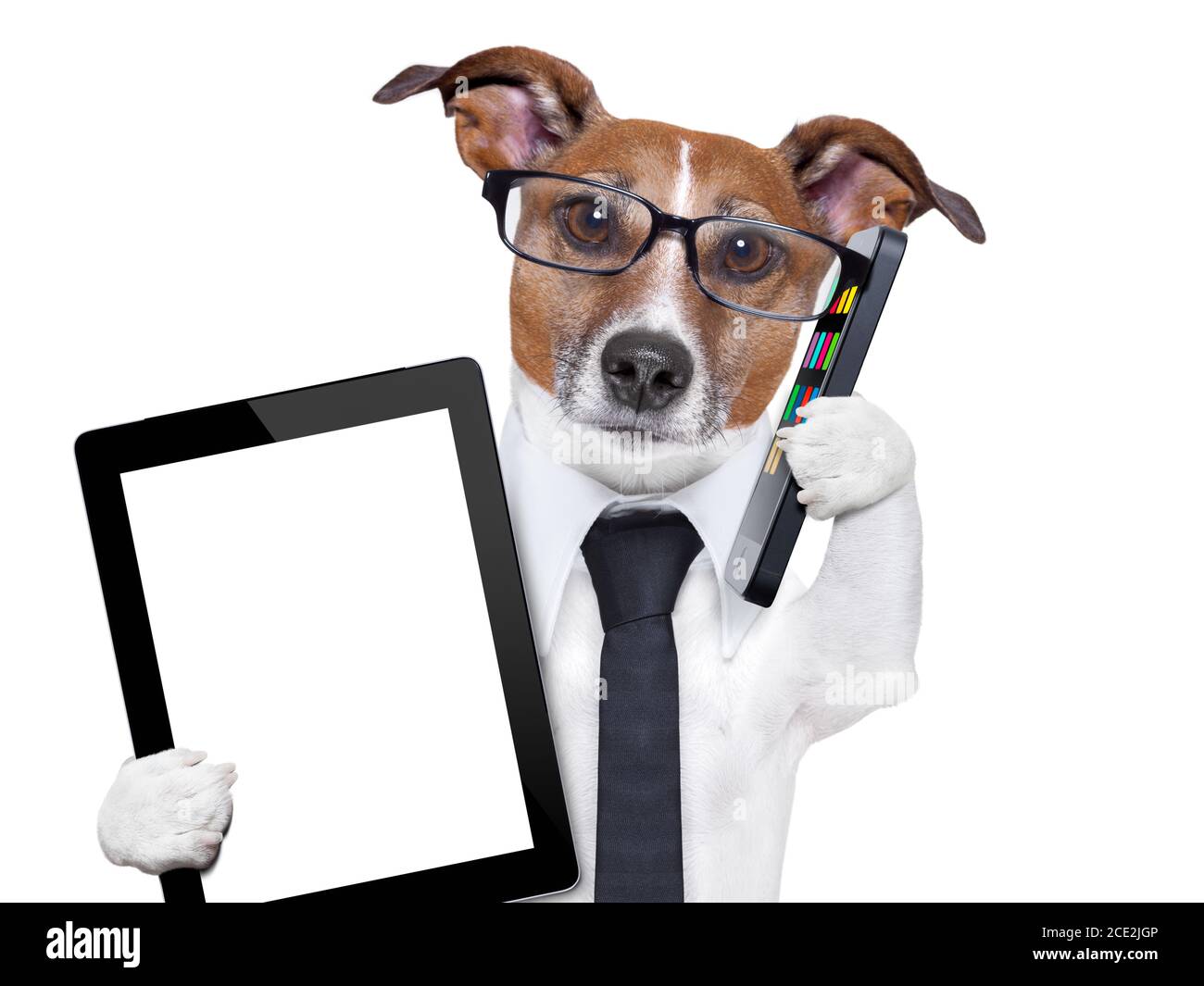 Smart dog with glasses computer hi-res stock photography and images - Alamy