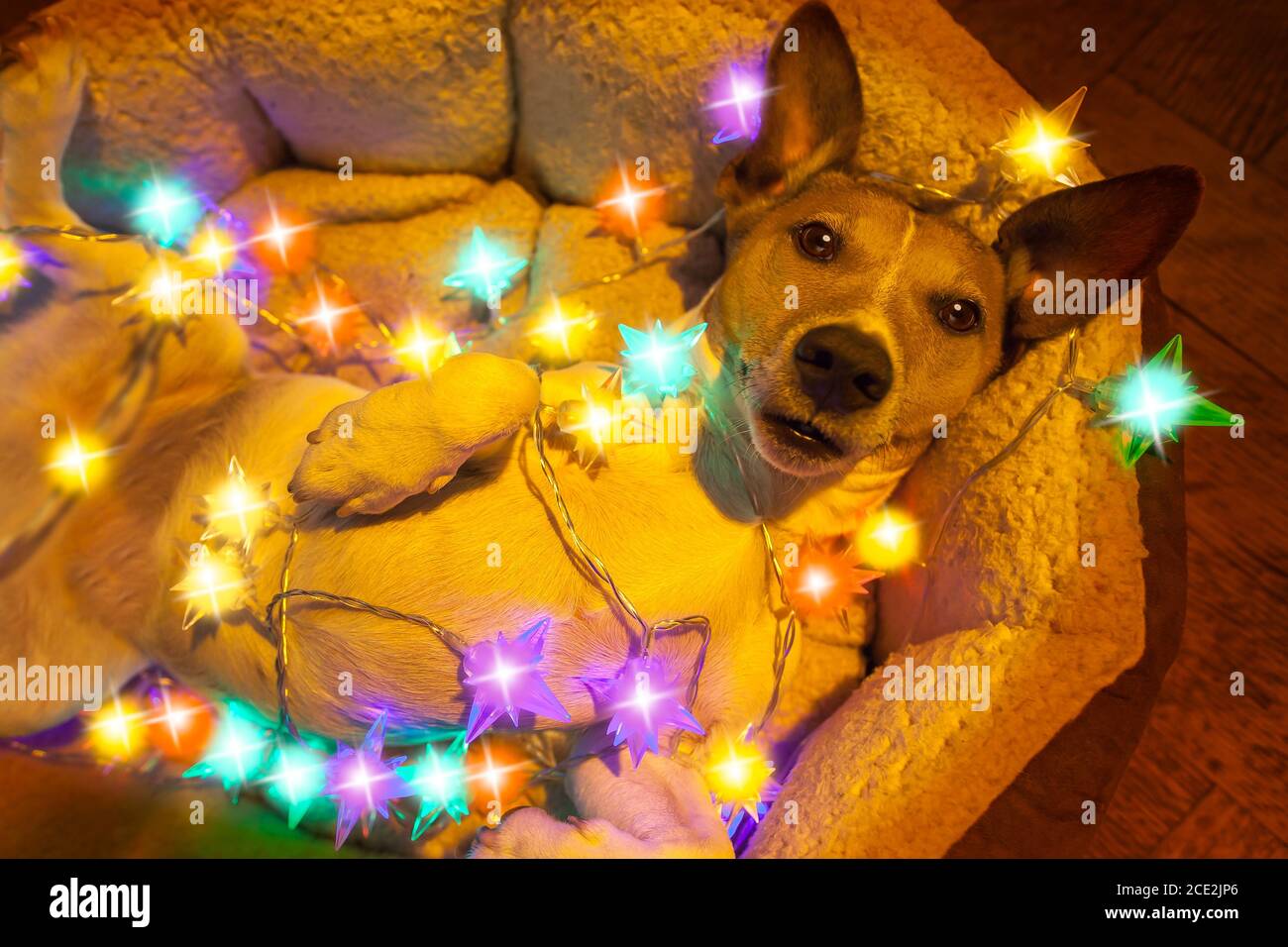 Dog with lights hi-res stock photography and images - Alamy