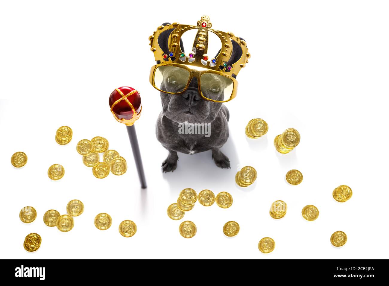 king rich money dog Stock Photo - Alamy