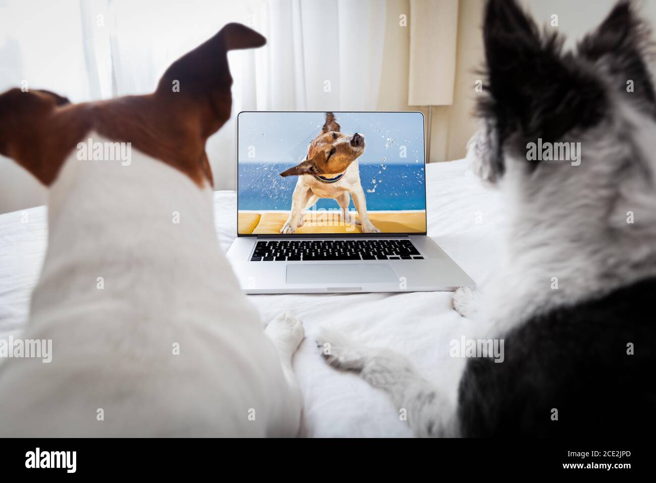 Dogs Watching Tv High Resolution Stock Photography and Images - Alamy