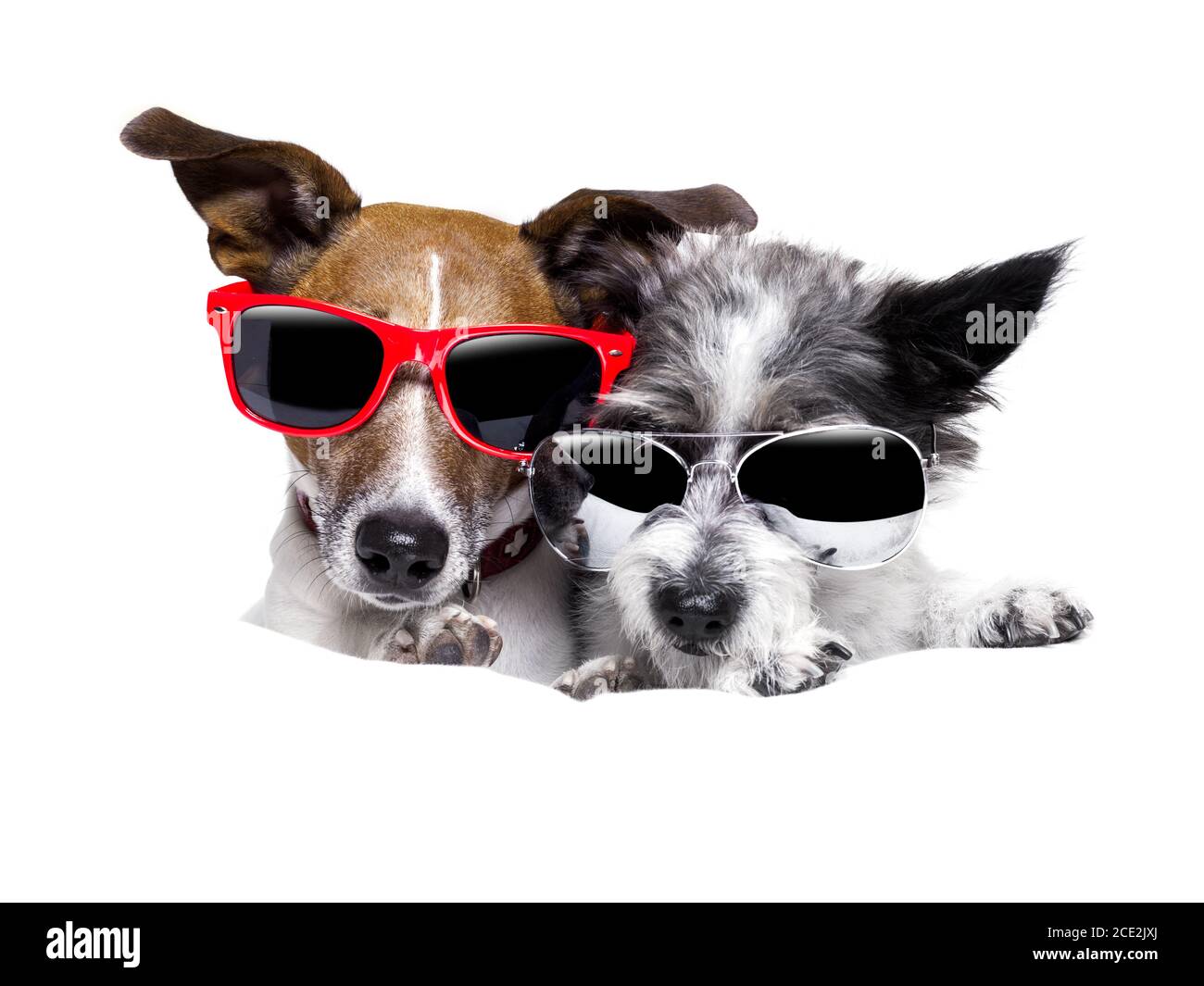 Two little dogs jack hi-res stock photography and images - Alamy