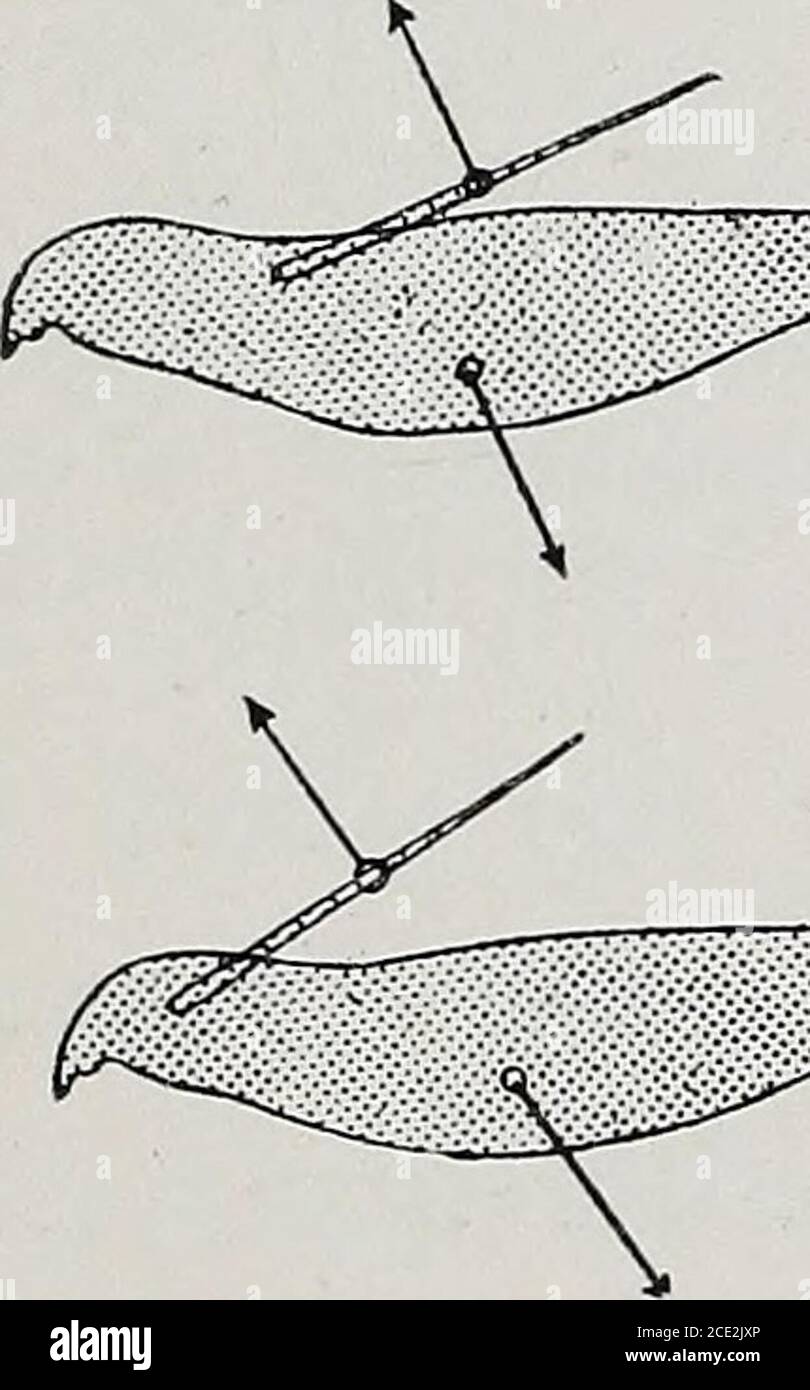 Bird flight diagram hi-res stock photography and images - Alamy