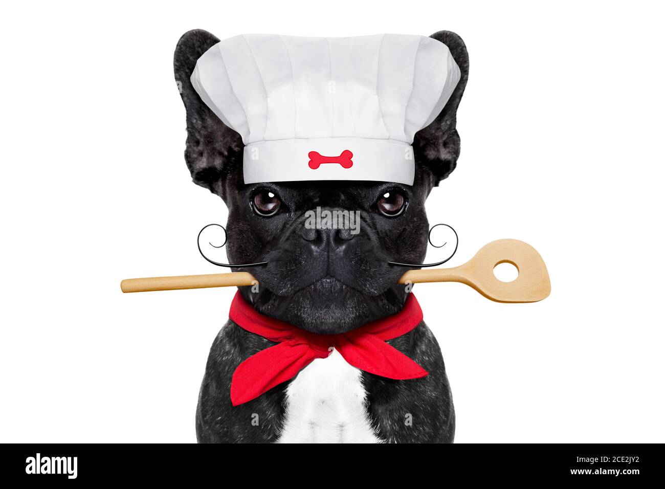 chef cook dog Stock Photo - Alamy