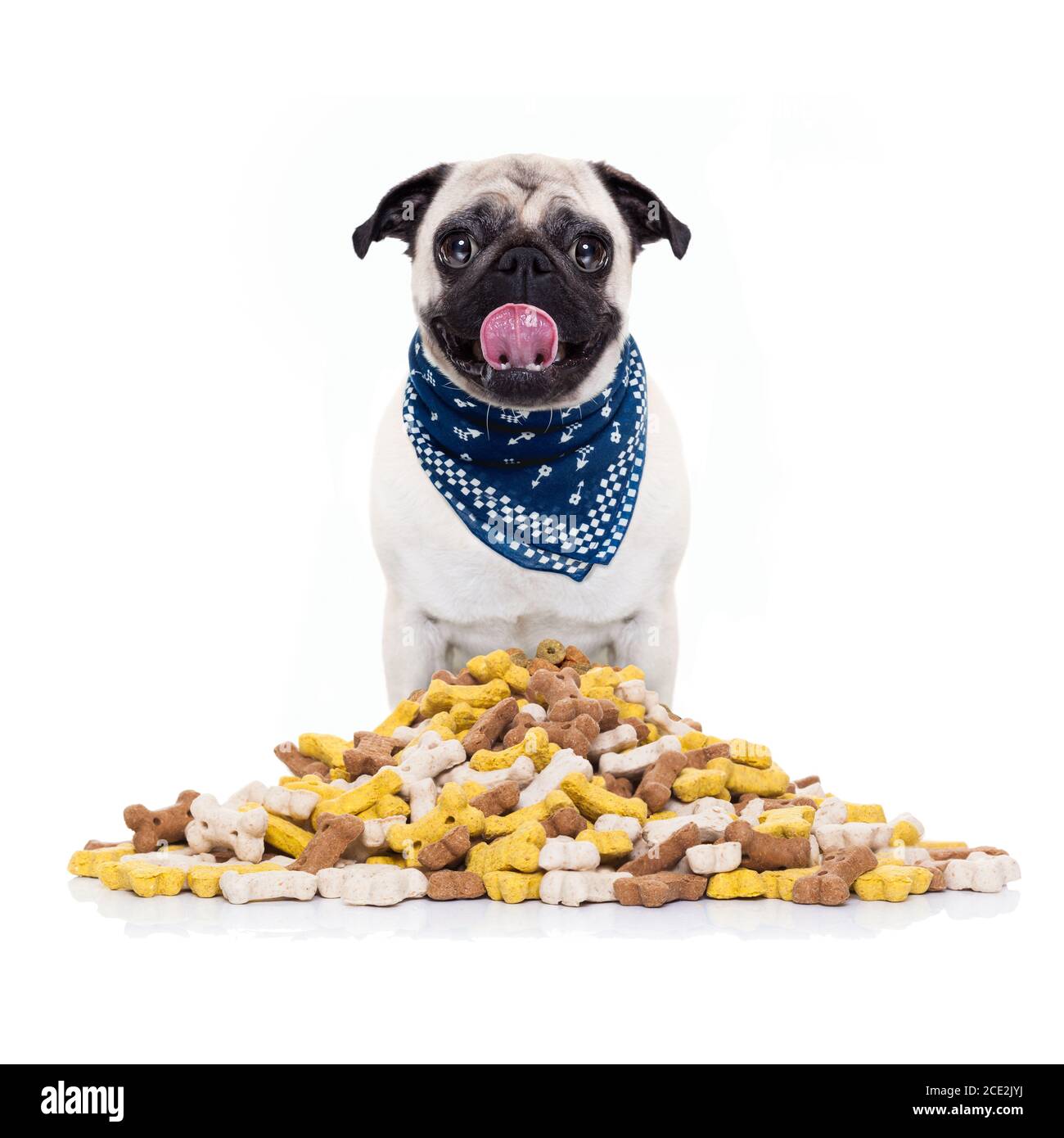 Hungry pug hi-res stock photography and images - Alamy