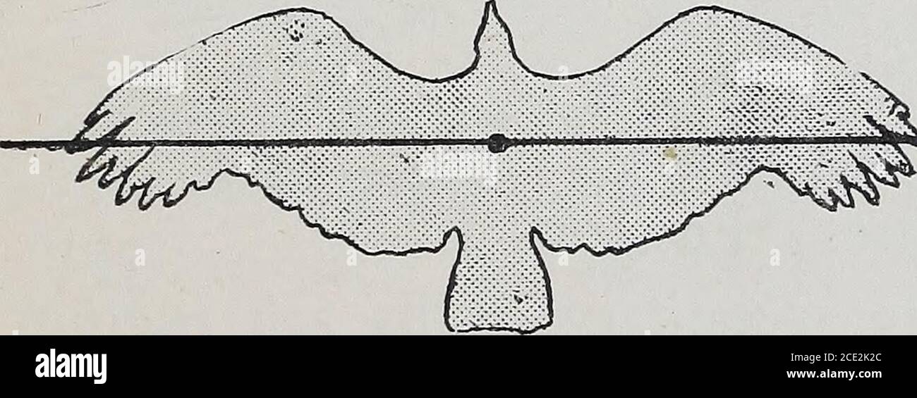 . Animal flight; a record of observation . Fig. 61. Outline of a ...