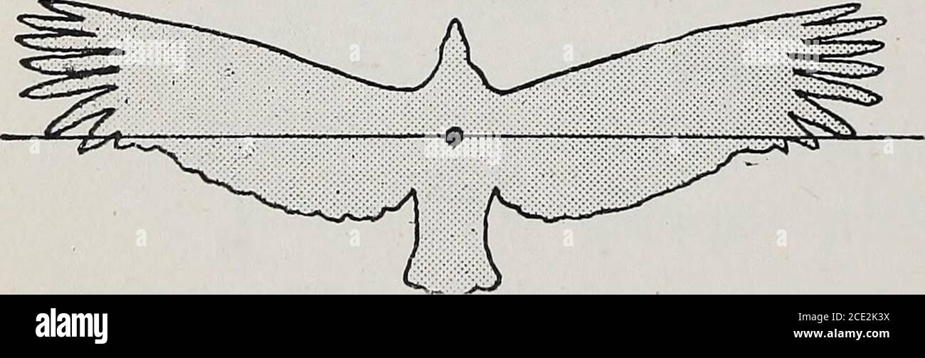 . Animal flight; a record of observation . irdis gliding horizon-tally ...