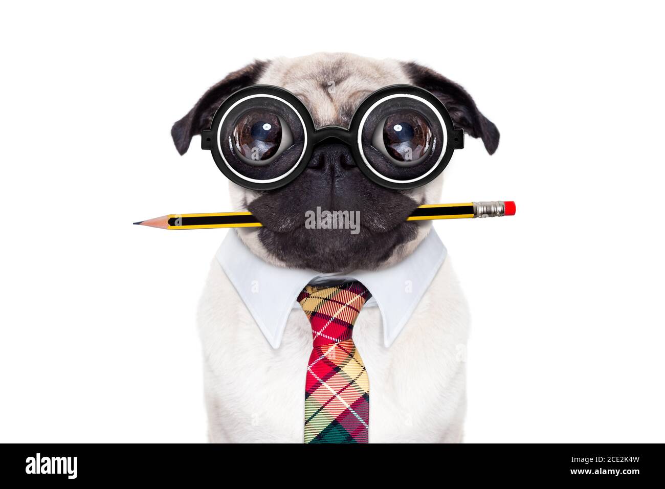 Crazy eyes dog hi-res stock photography and images - Alamy