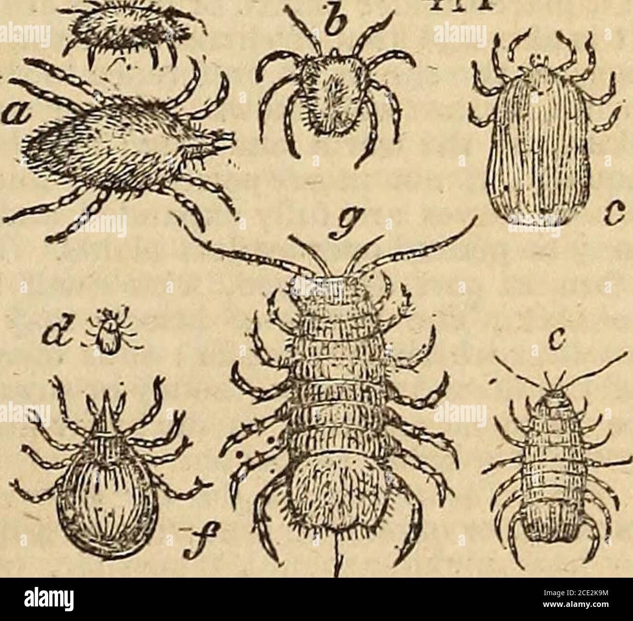 Mite de la gale hi-res stock photography and images - Alamy