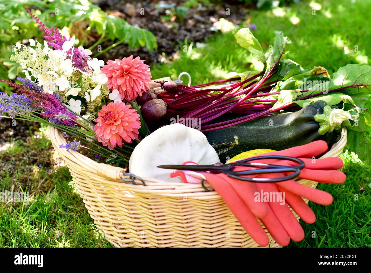 Freshly harvested organic home grown vegetables with beautiful cut ...