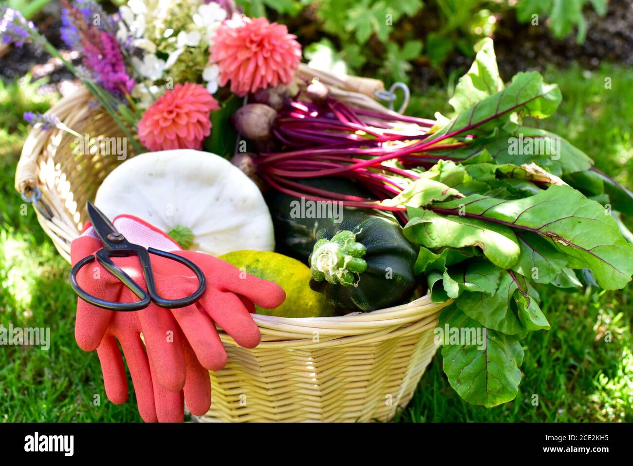 Freshly harvested organic home grown vegetables with beautiful cut ...