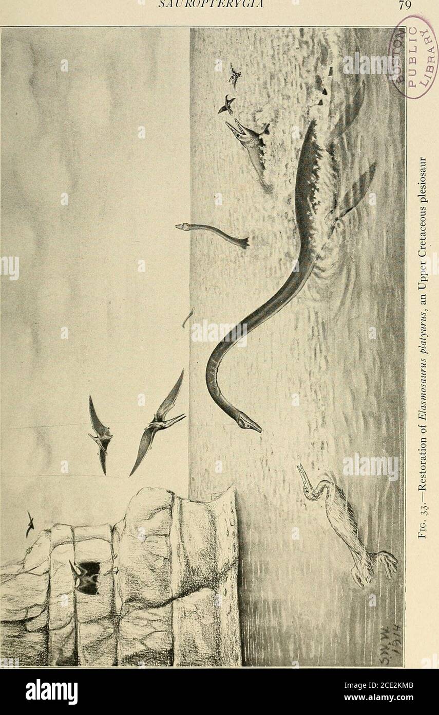 Plesiosaur skeleton hi-res stock photography and images - Alamy