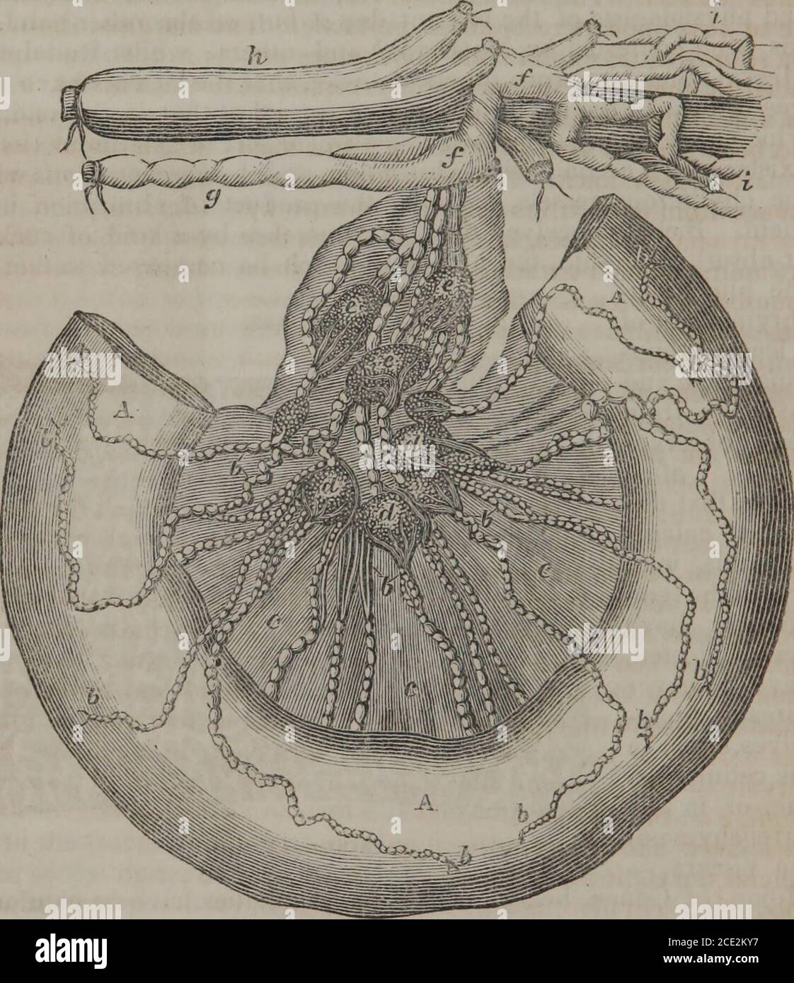 . Human physiology (Volume 1) . 594 ABSORPTION. orifice, and that they ...