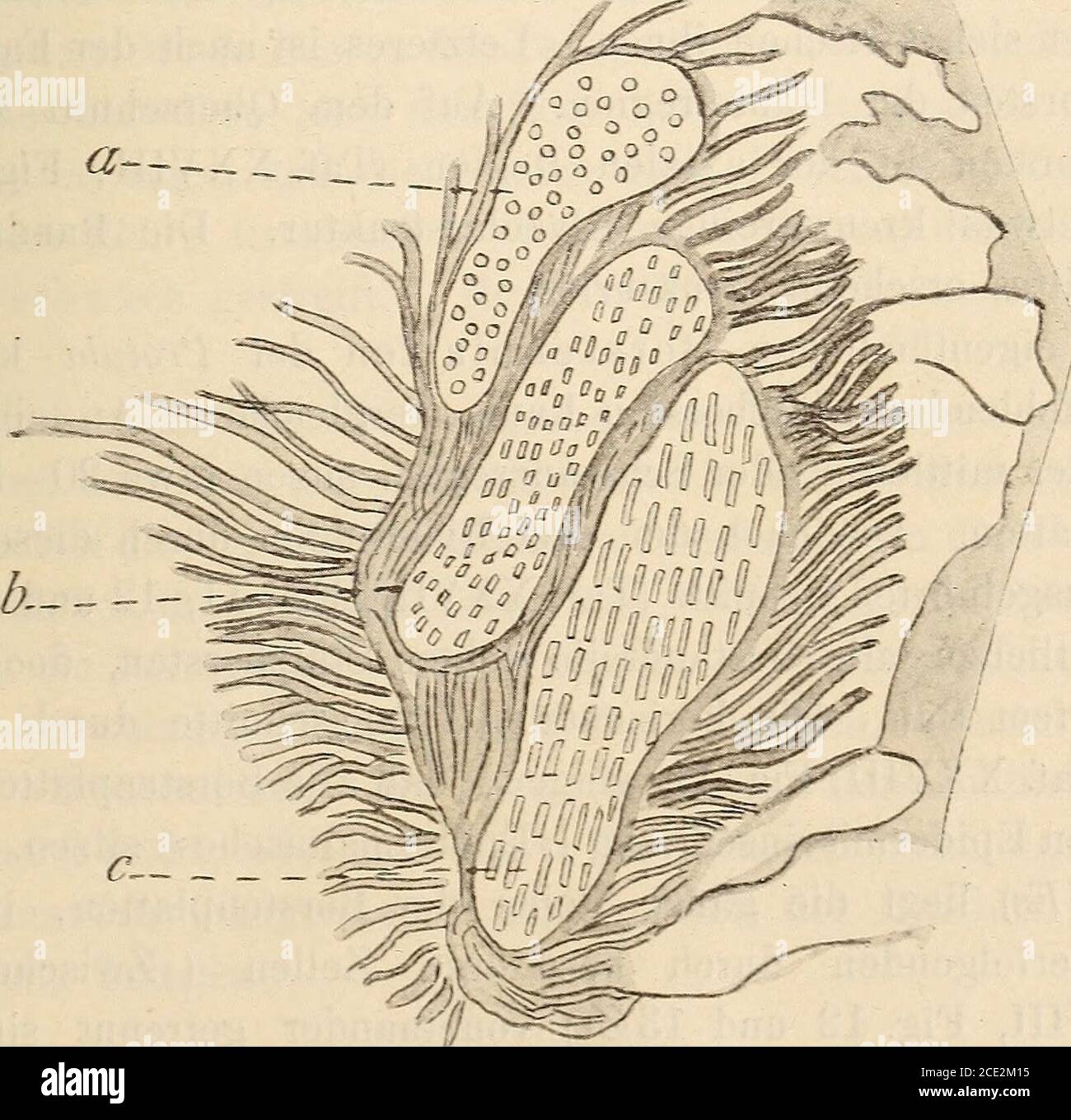 C umriss hi-res stock photography and images - Alamy