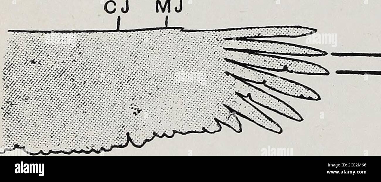 . Animal flight; a record of observation . TP Transverse section of ...