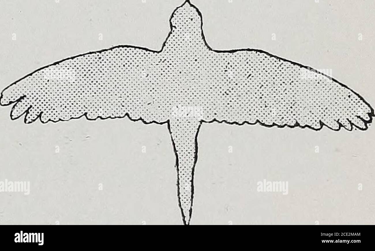 . Animal flight; a record of observation . when the bird is ...