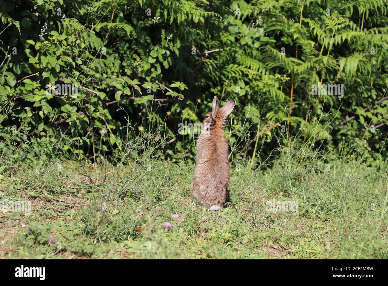 Rabbit feeding in vegetation hi-res stock photography and images - Alamy