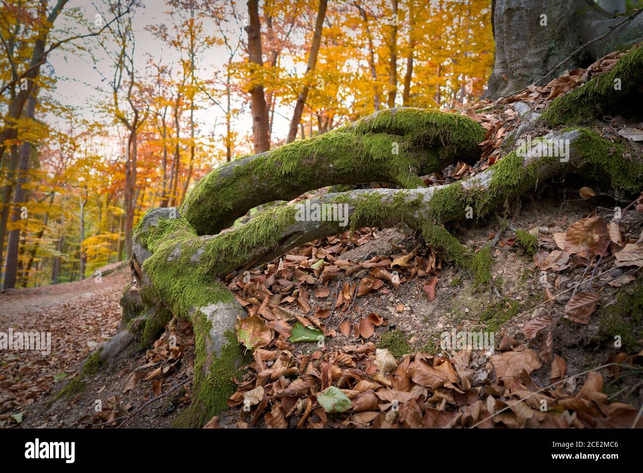 Hiking trail with tree roots in the forest hi-res stock photography and ...