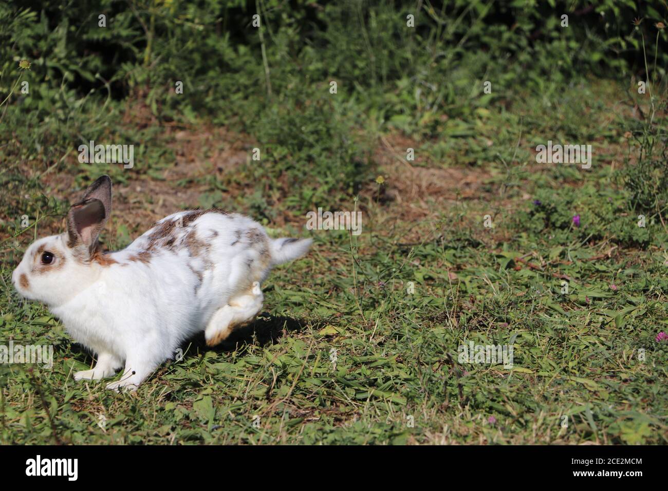 Rabbit feeding in vegetation hi-res stock photography and images - Alamy