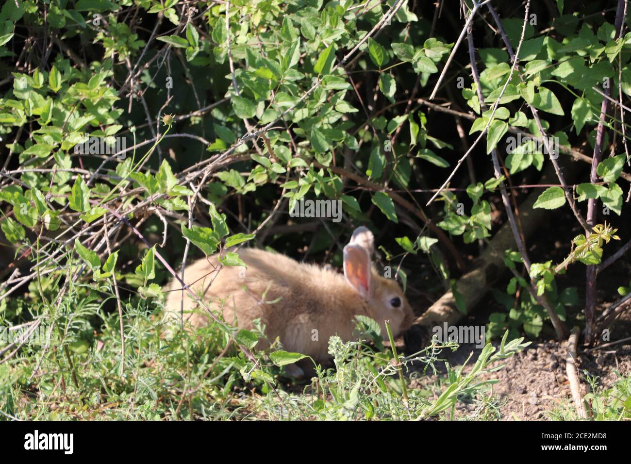 Rabbit feeding in vegetation hi-res stock photography and images - Alamy