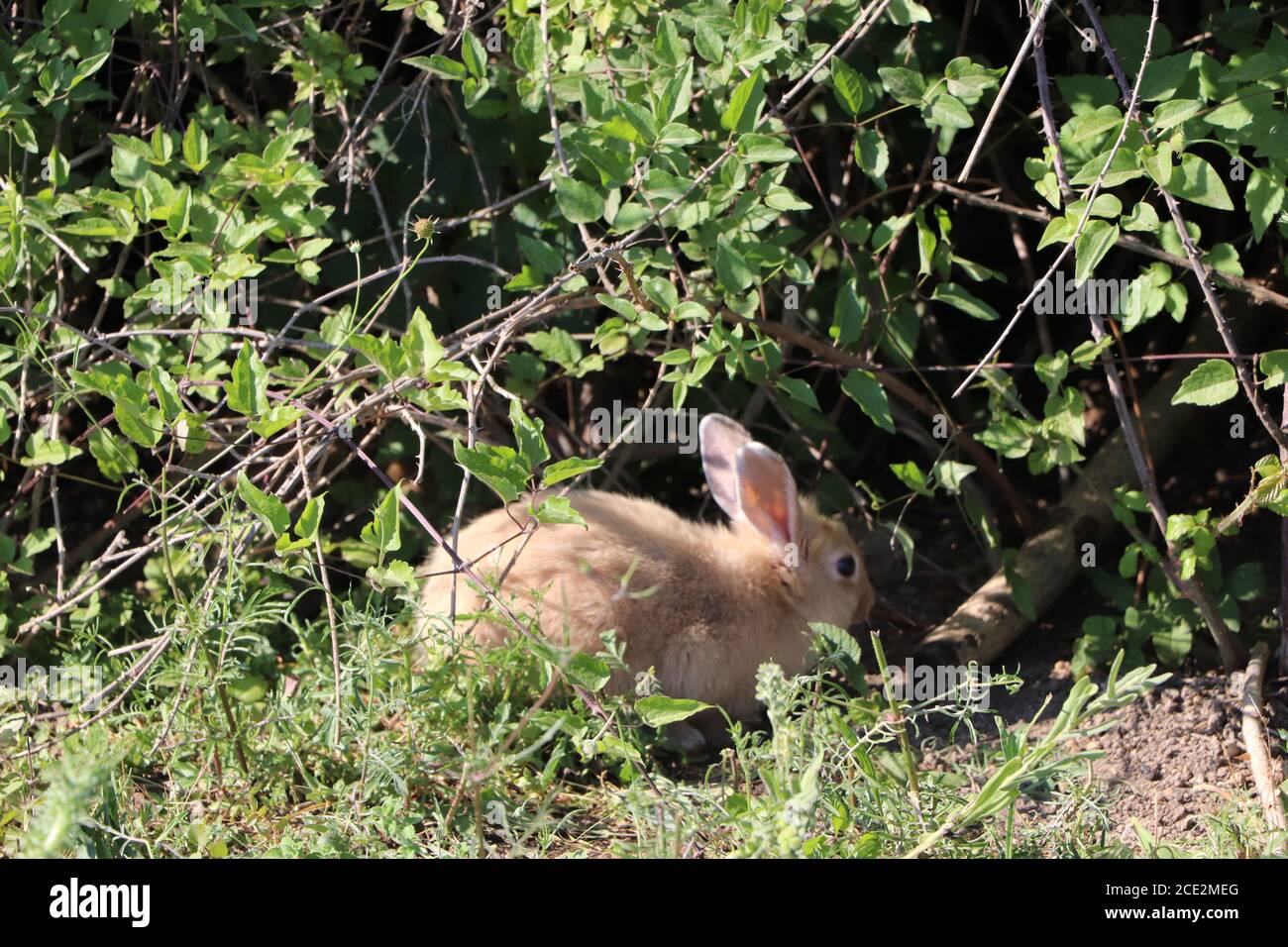 Rabbit feeding in vegetation hi-res stock photography and images - Alamy